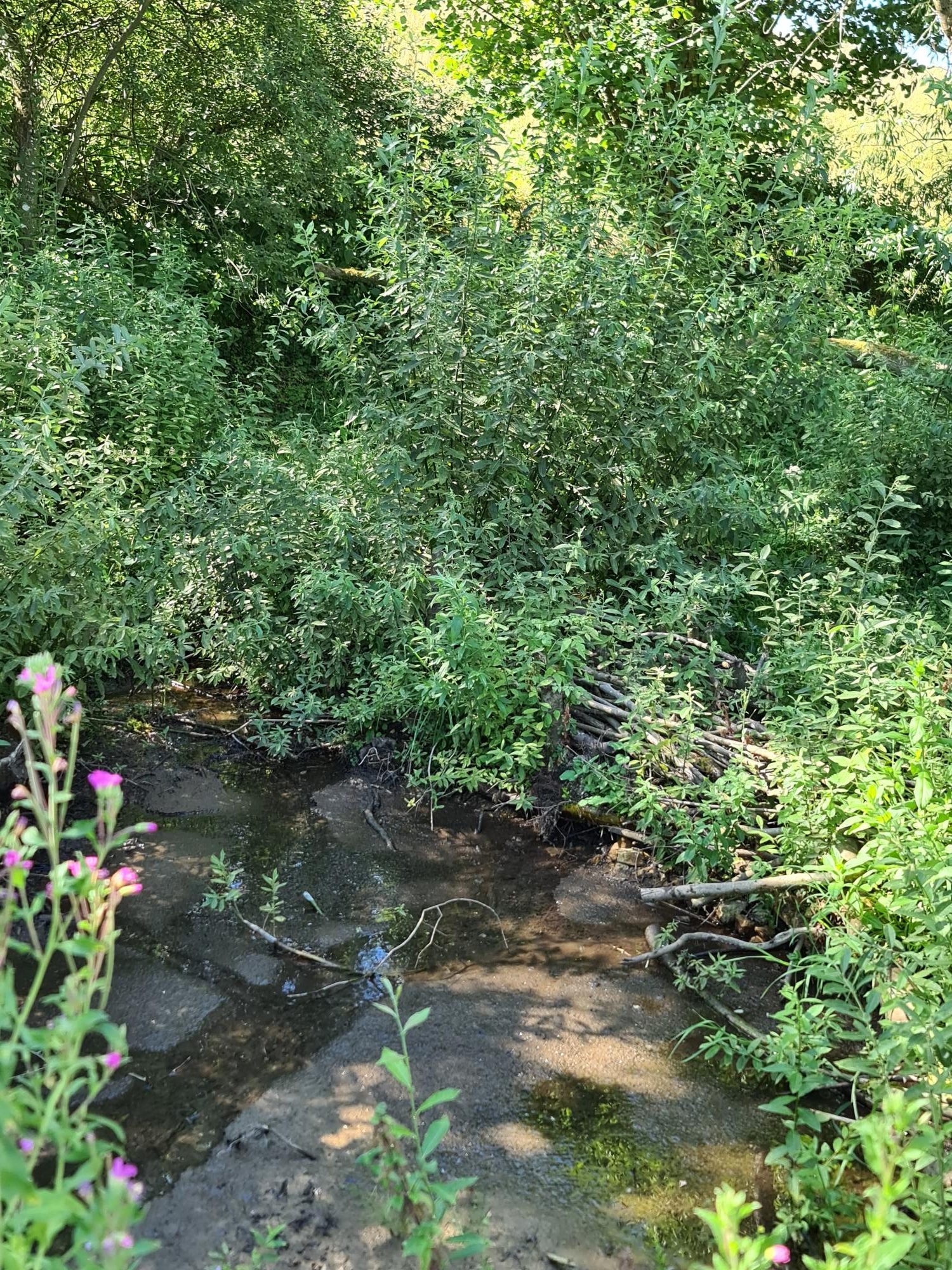 Landscape recovery & river restoration in the Evenlode - Evenlode ...